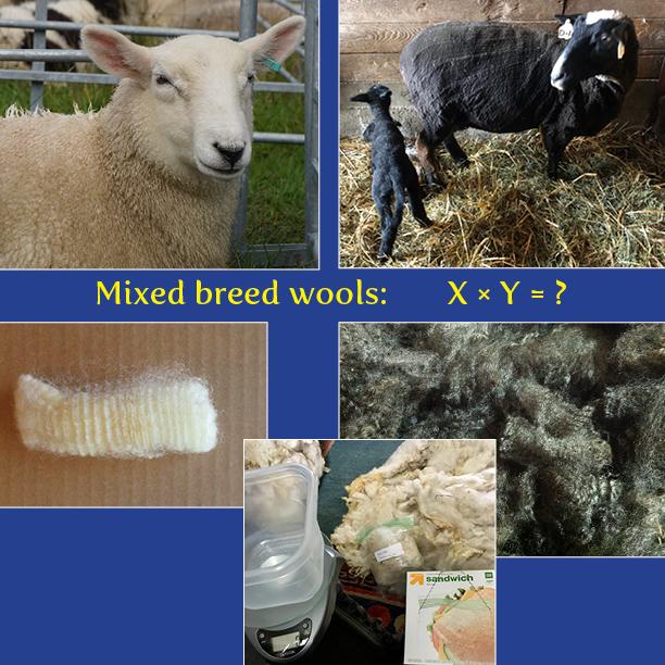 Maryland Sheep and Wool Festival 2024 | Lessonface