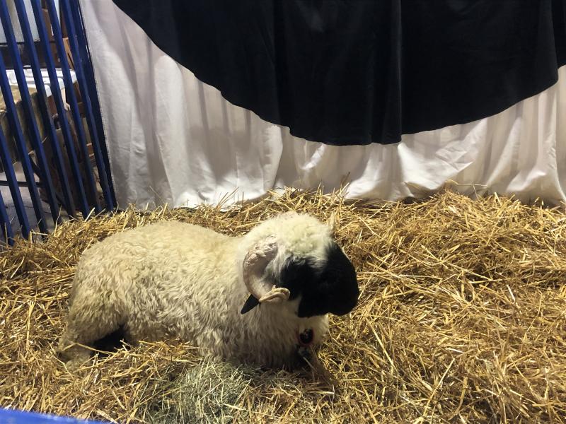 Sheep Breeds Walkabout with Deborah Robson | Lessonface